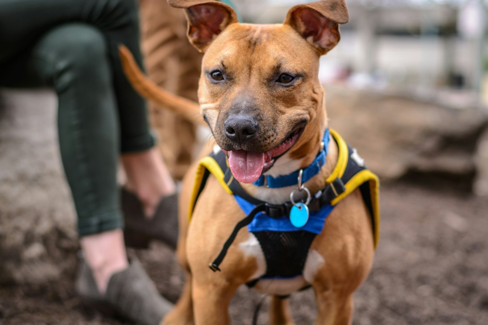 Enhancing Your Dog's Comfort and Safety: The Evolution of Dog Harness ...