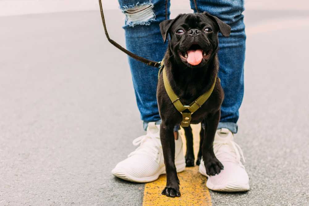 How a Well-Designed Dog Harness Enhances Your Pet's Safety and Comfort ...